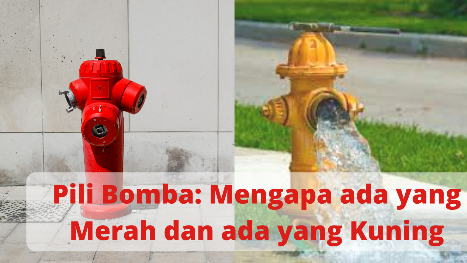 Pili Bomba: Mengapa ada Merah dan ada yang Kuning?